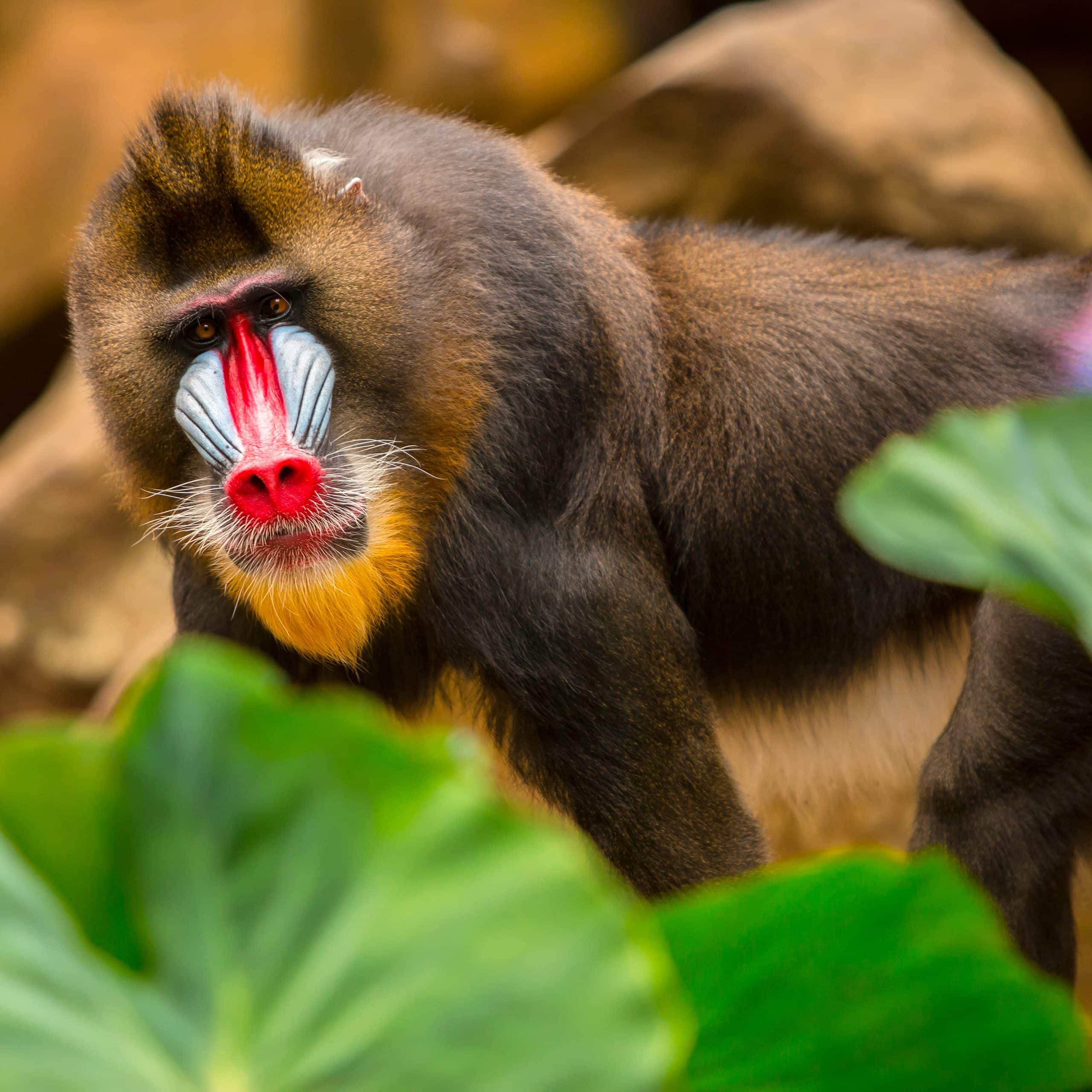 Visit and Explore Limbe Cameroon | Yengafrica